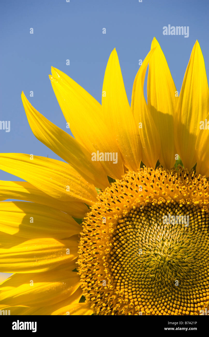 Sunflower field in indian countryside hi-res stock photography and ...