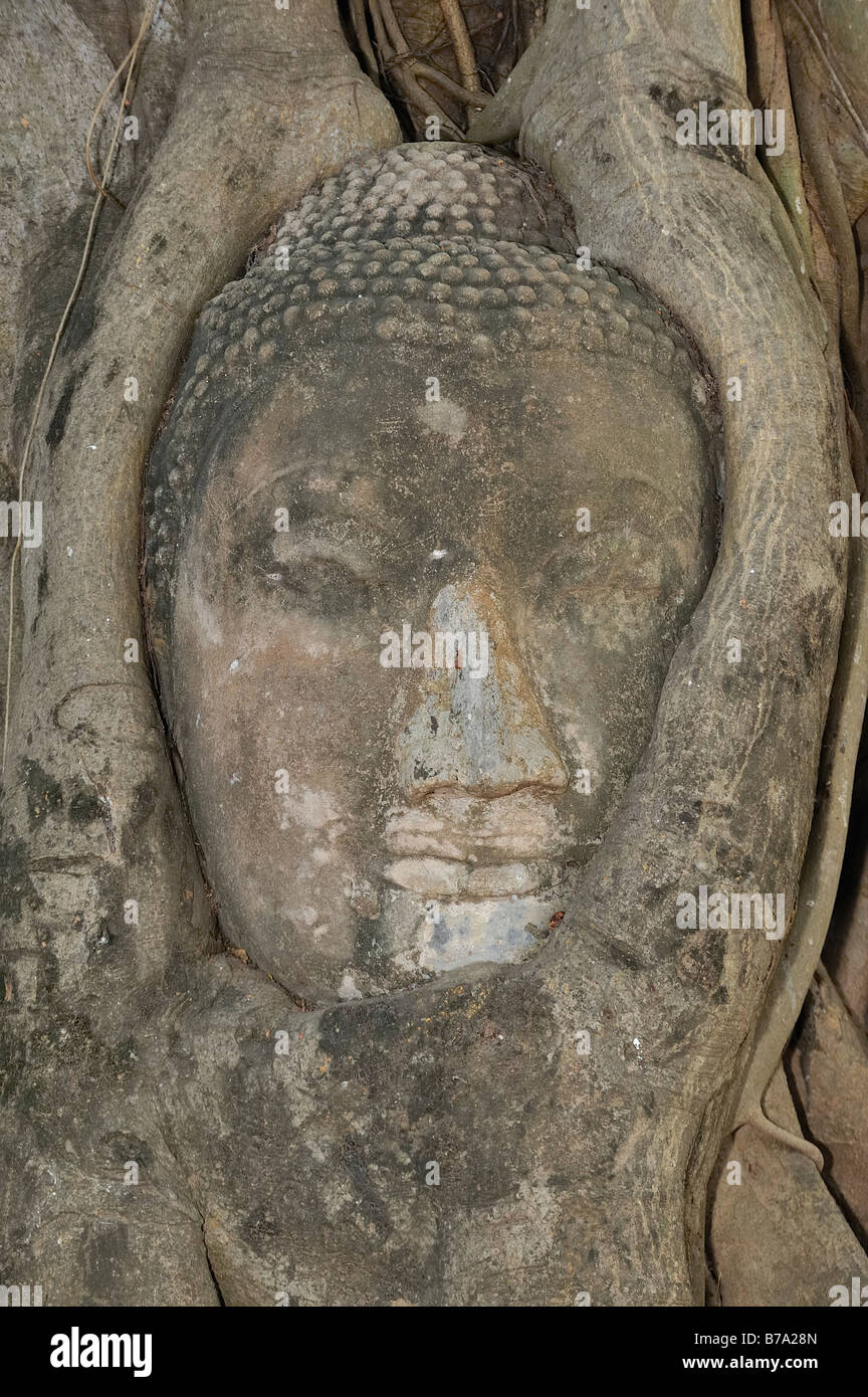 Buddha face in a tree hi-res stock photography and images - Alamy