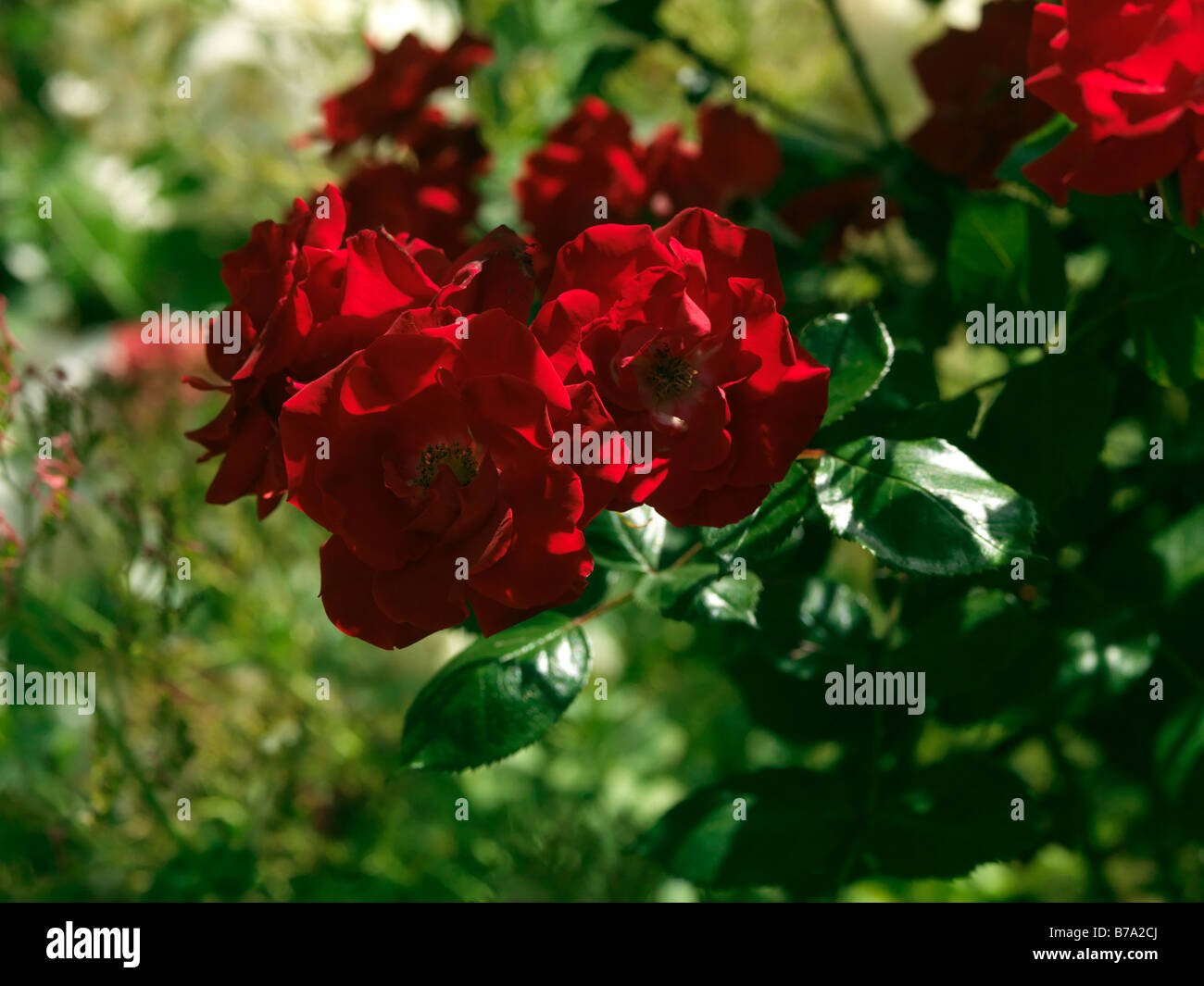 Red Roses Growing in a Garden Stock Photo - Alamy