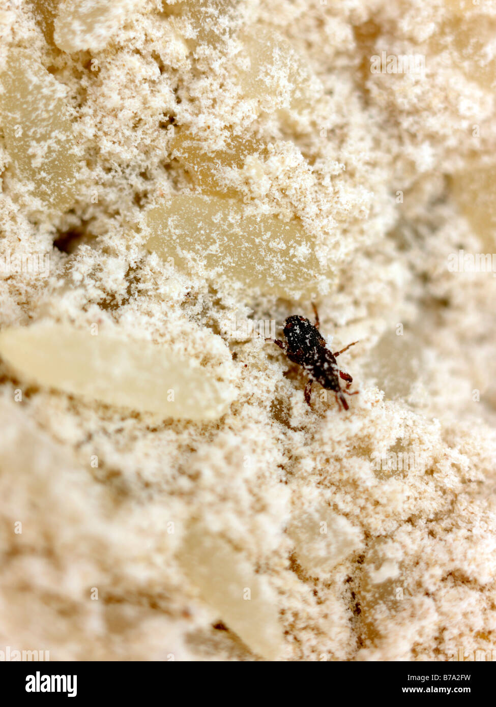 Rice weevil hi-res stock photography and images - Alamy