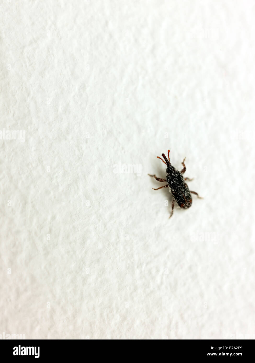 Rice weevil hi-res stock photography and images - Alamy