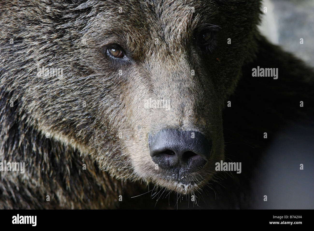 Brown Bear (Ursus arctos), portrait Stock Photo - Alamy