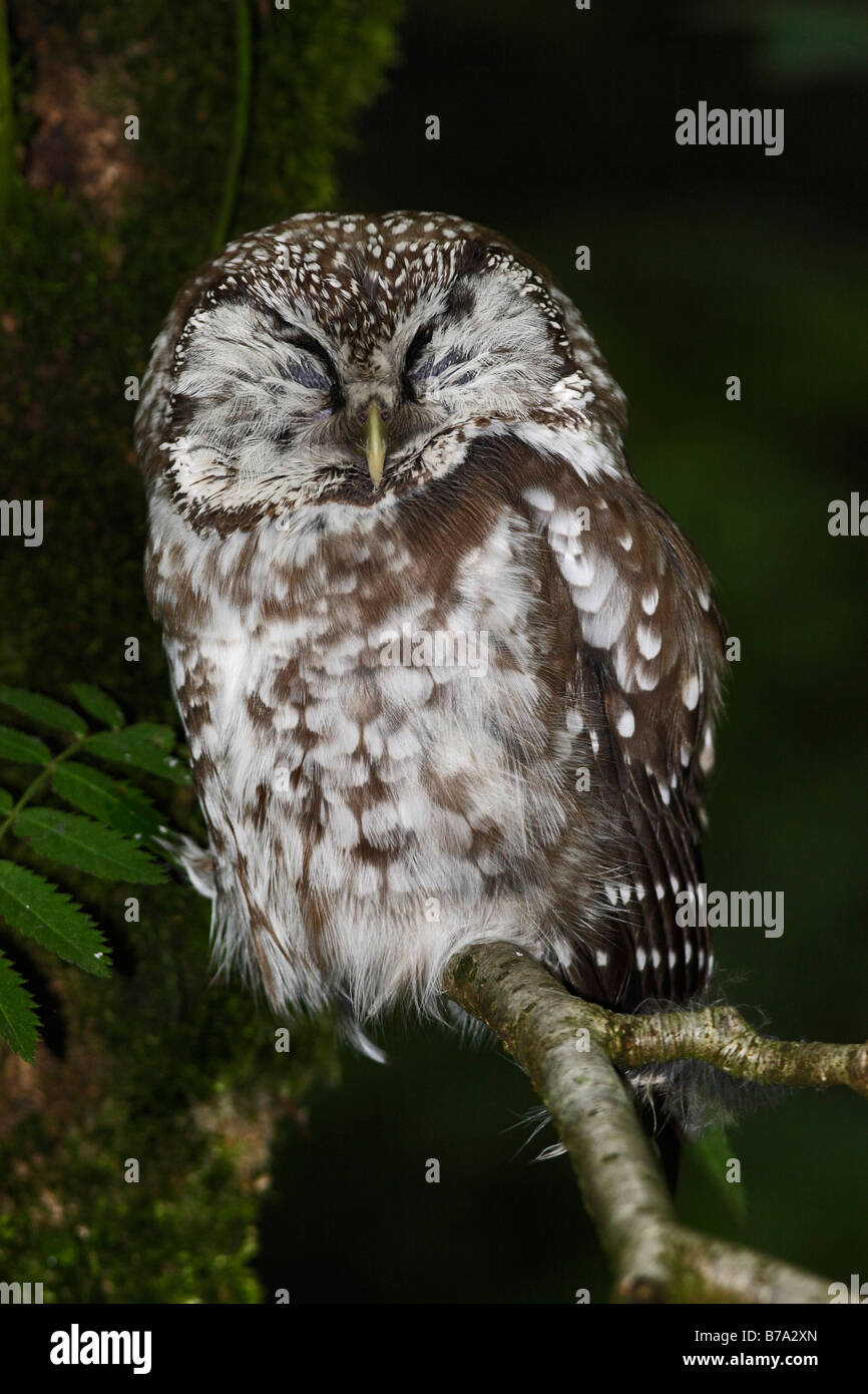 Tengmalm's Owl (Aegolius funereus Stock Photo - Alamy