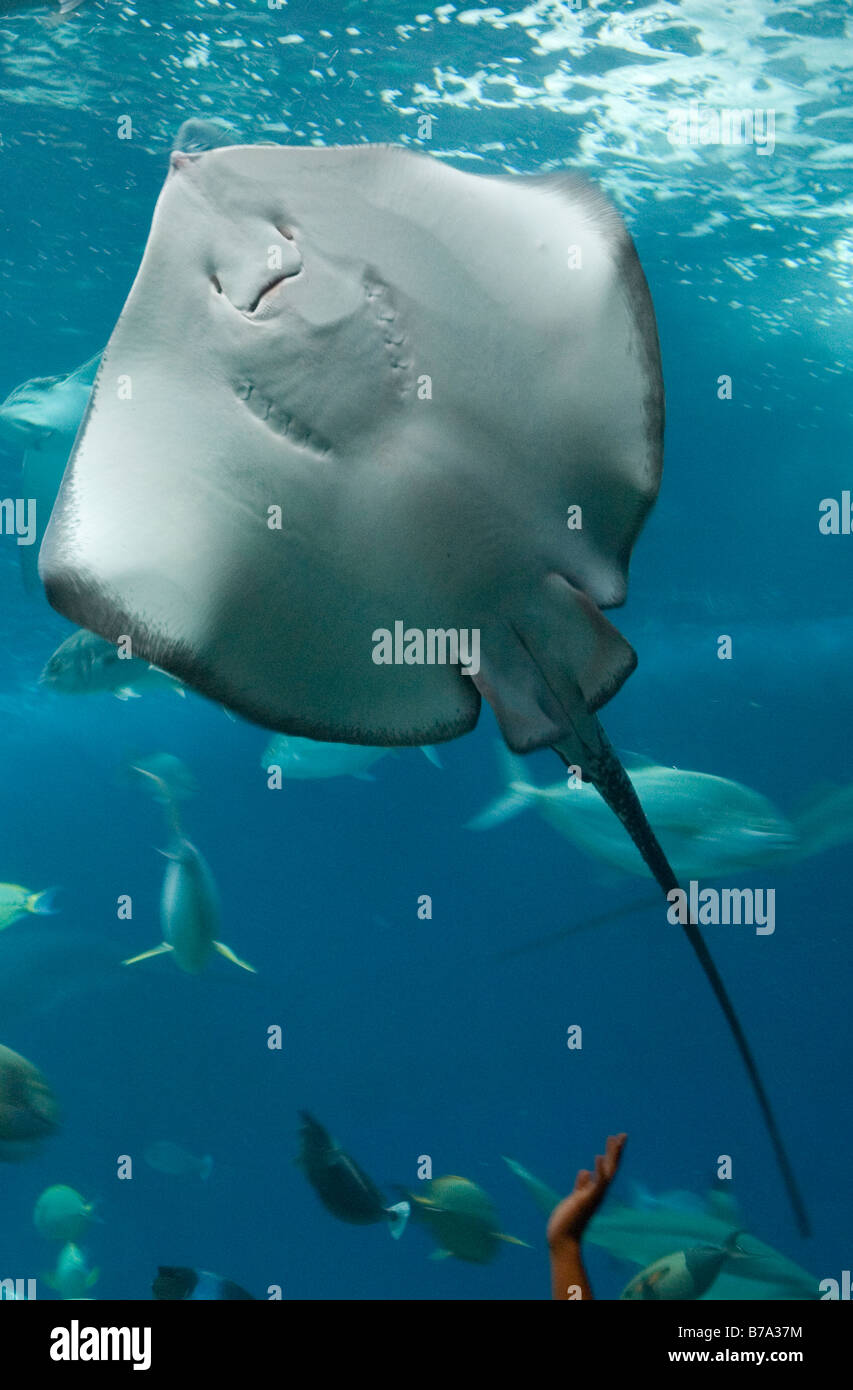 Shark ray display Maui Hawaii Stock Photo - Alamy