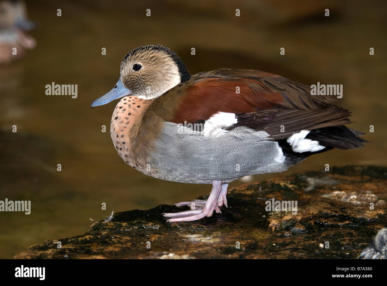 Ringed Teal Callonetta leucophrys Stock Photo - Alamy