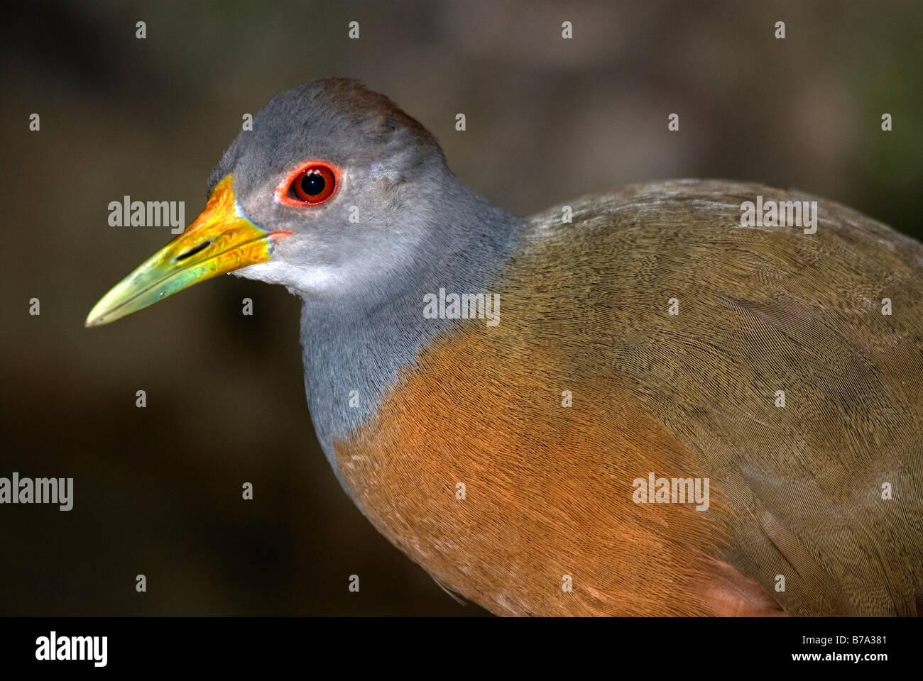 Grey necked Woodrail Aramides cajanea Stock Photo - Alamy