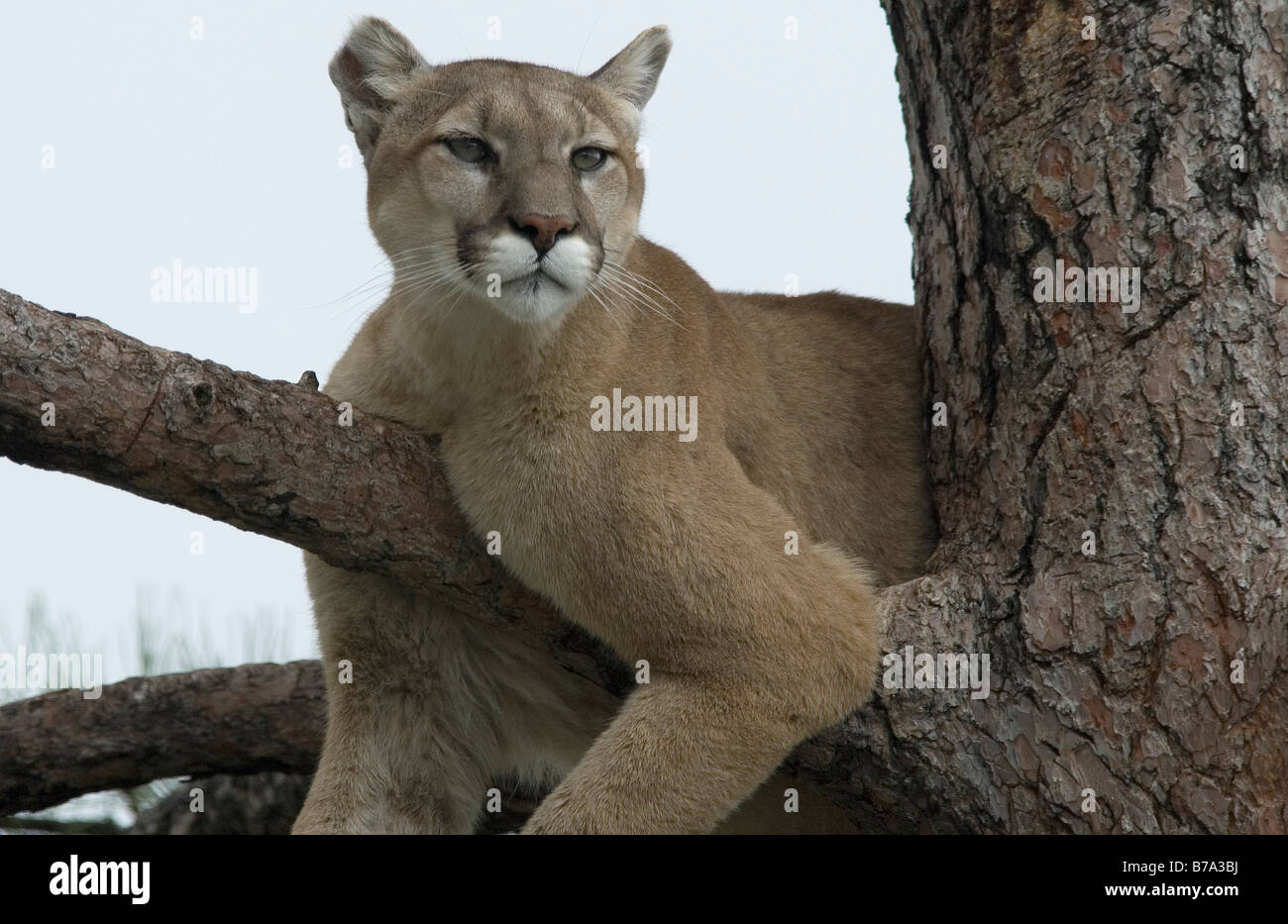 Mountain lion puma concolor in tree hi-res stock photography and images ...