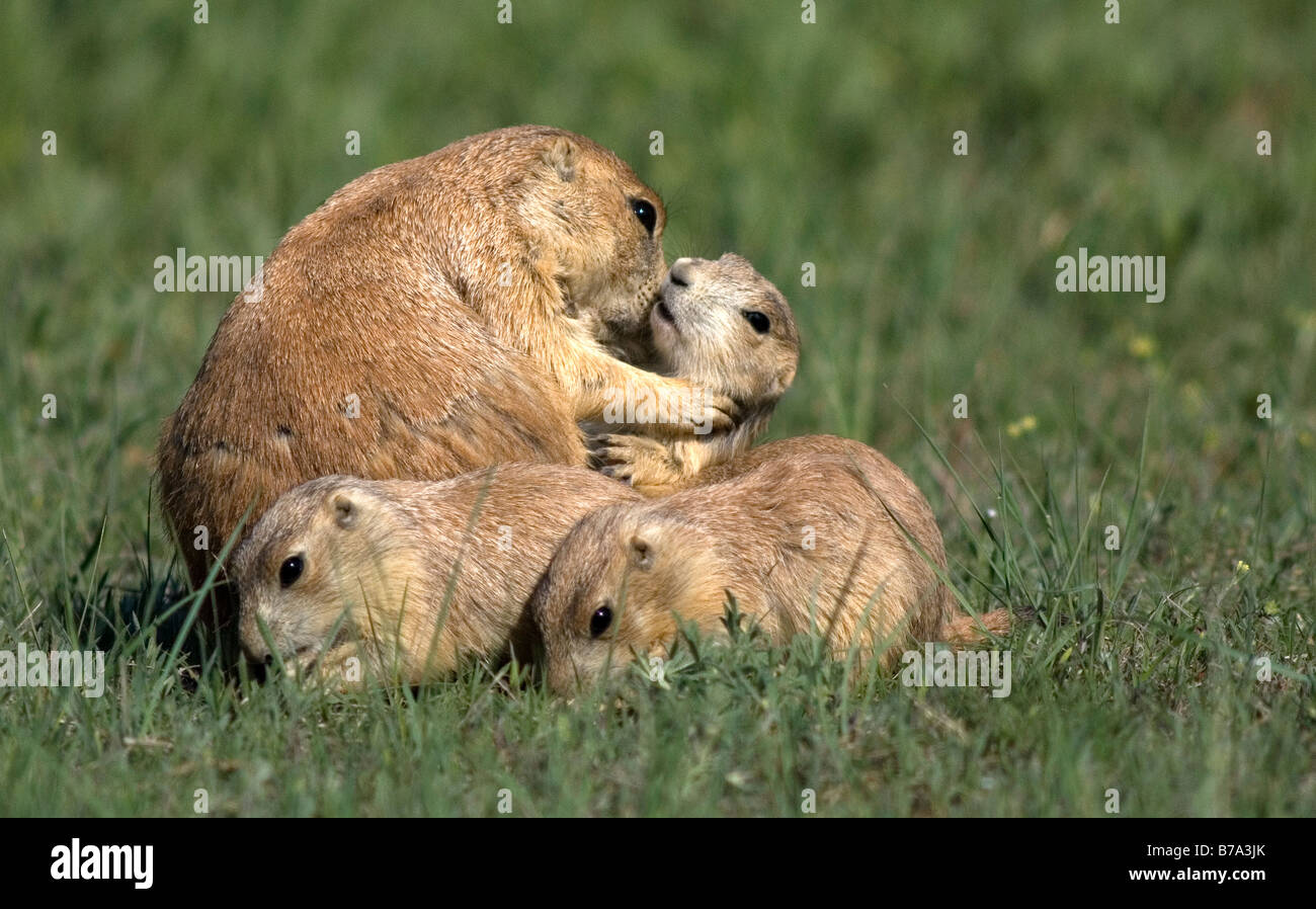 Black tailed Prairie Dog prairie dog Cynomys ludovicianus Devils Tower ...