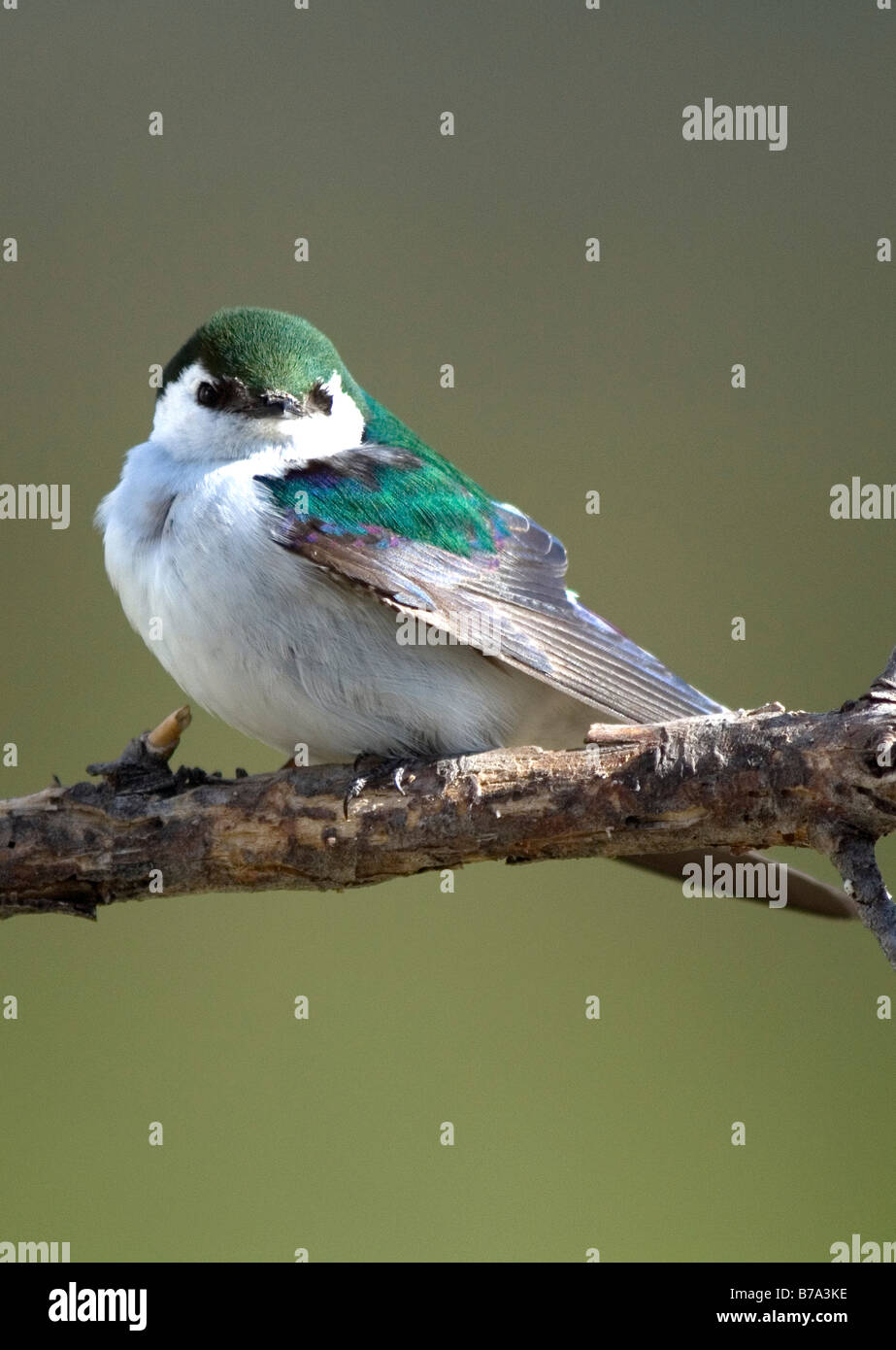 Violet Green Swallow Tachycineta thalassina Stock Photo - Alamy