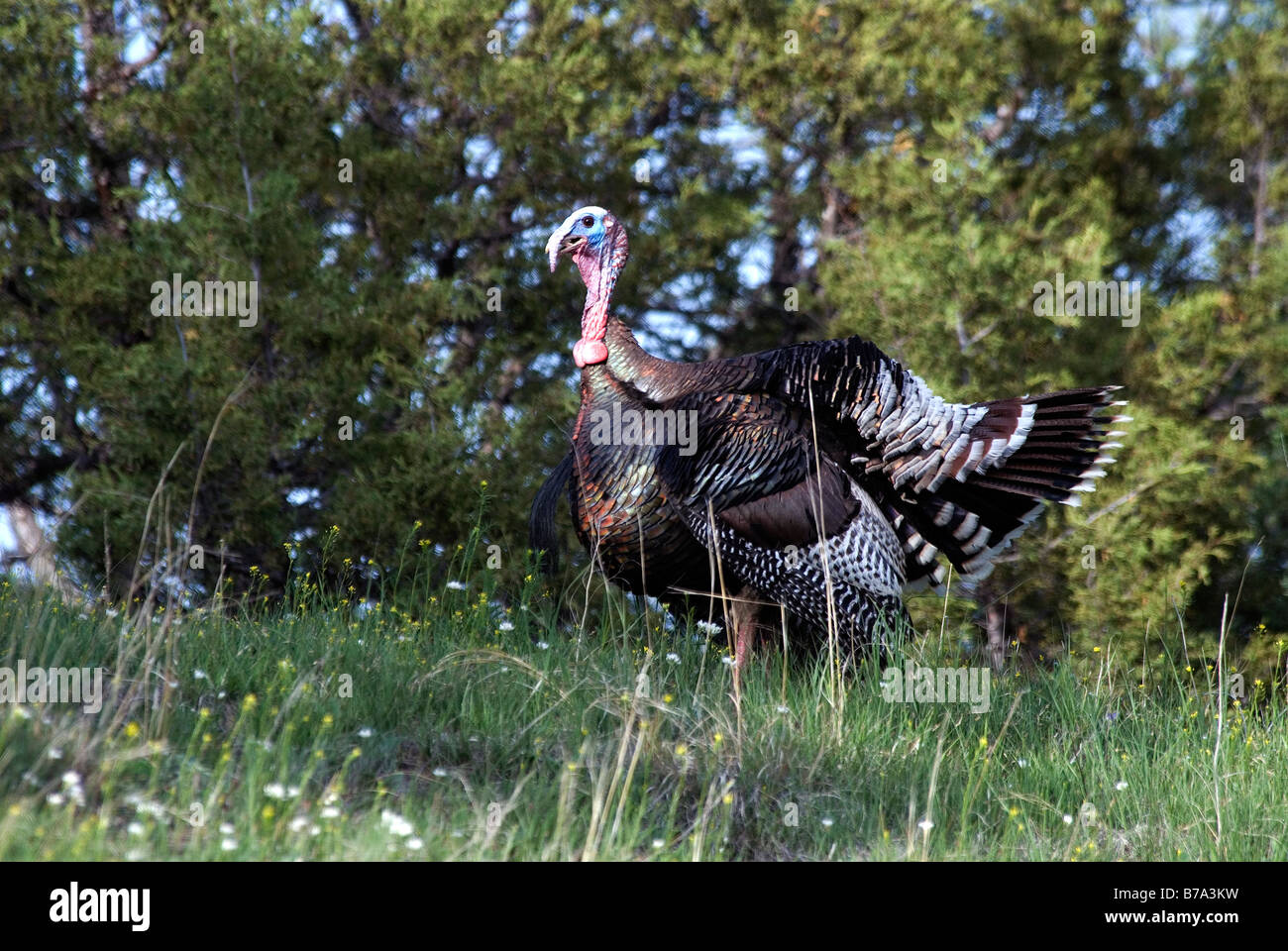 Wild Turkey Meleagris gallopavo Stock Photo - Alamy