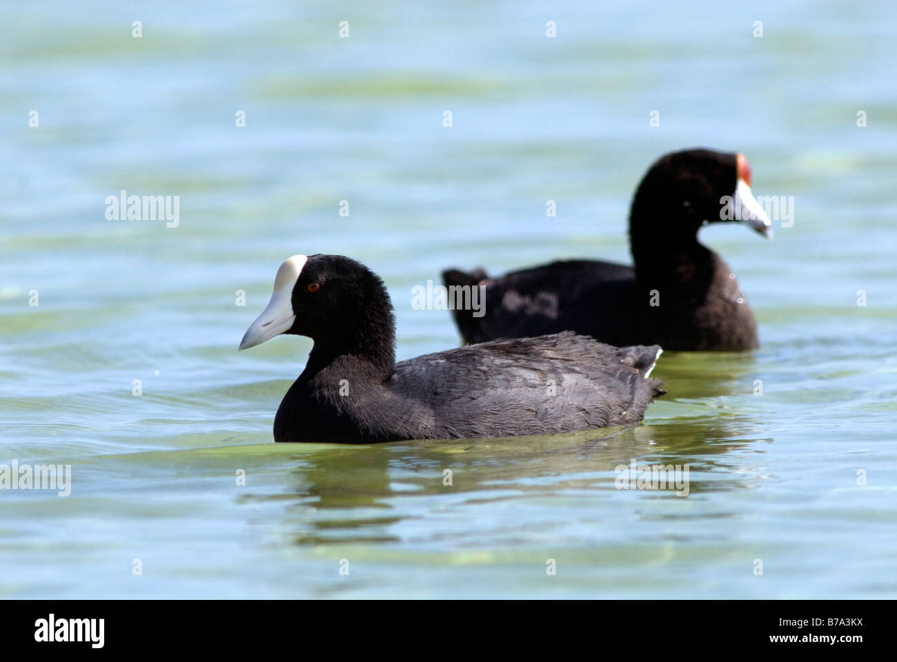 Alai hi-res stock photography and images - Alamy