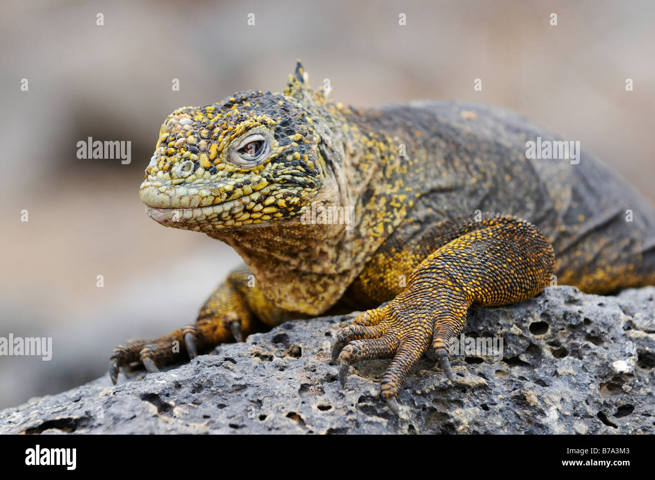 Galapagos Land Iguana (Conolophus subcristatus), Plaza Sur Island ...