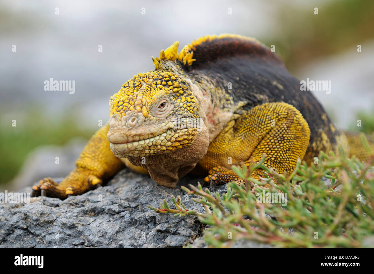 Galapagos Land Iguana (Conolophus subcristatus), Plaza Sur Island ...