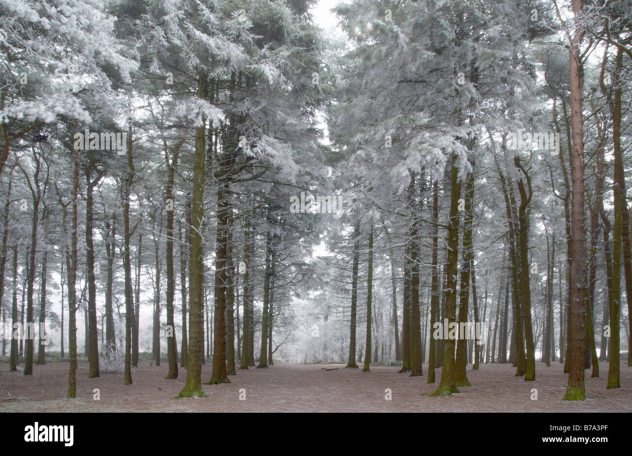 Tall trees england hi-res stock photography and images - Alamy