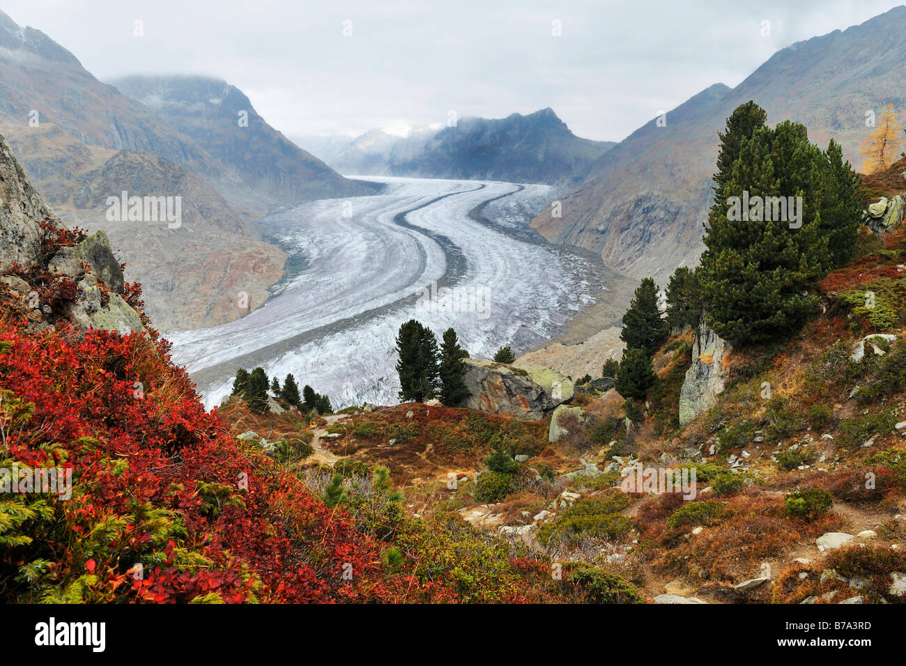 Aletsch Glacier, Grosser Aletschgletscher, heart of UNESCO World ...