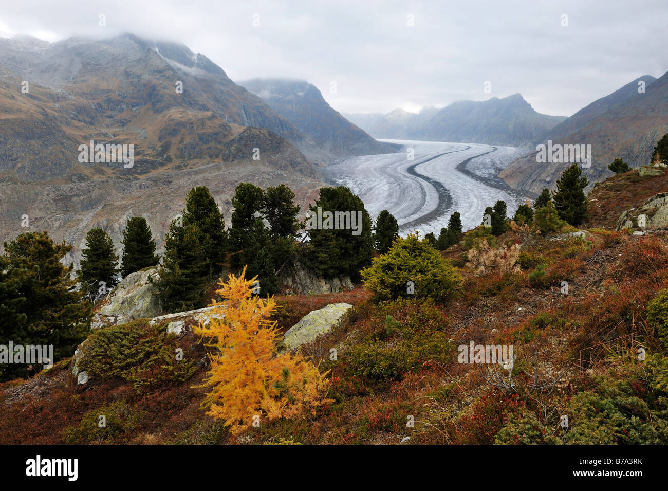 Aletsch Glacier, Grosser Aletschgletscher, heart of UNESCO World ...