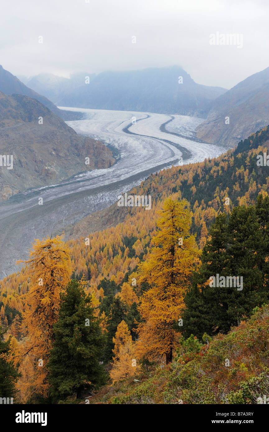 Aletsch Glacier, Grosser Aletschgletscher, heart of UNESCO World ...