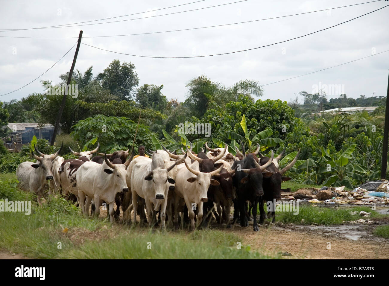 Herd of West African Zebu cattle including White Fulani breed Cameroon ...