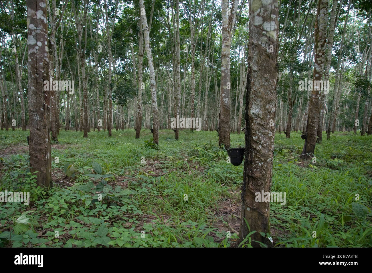 Cameroon Development Corporation rubber plantation in South West ...
