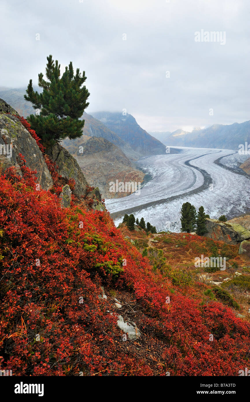 Aletsch Glacier, Grosser Aletschgletscher, heart of UNESCO World ...