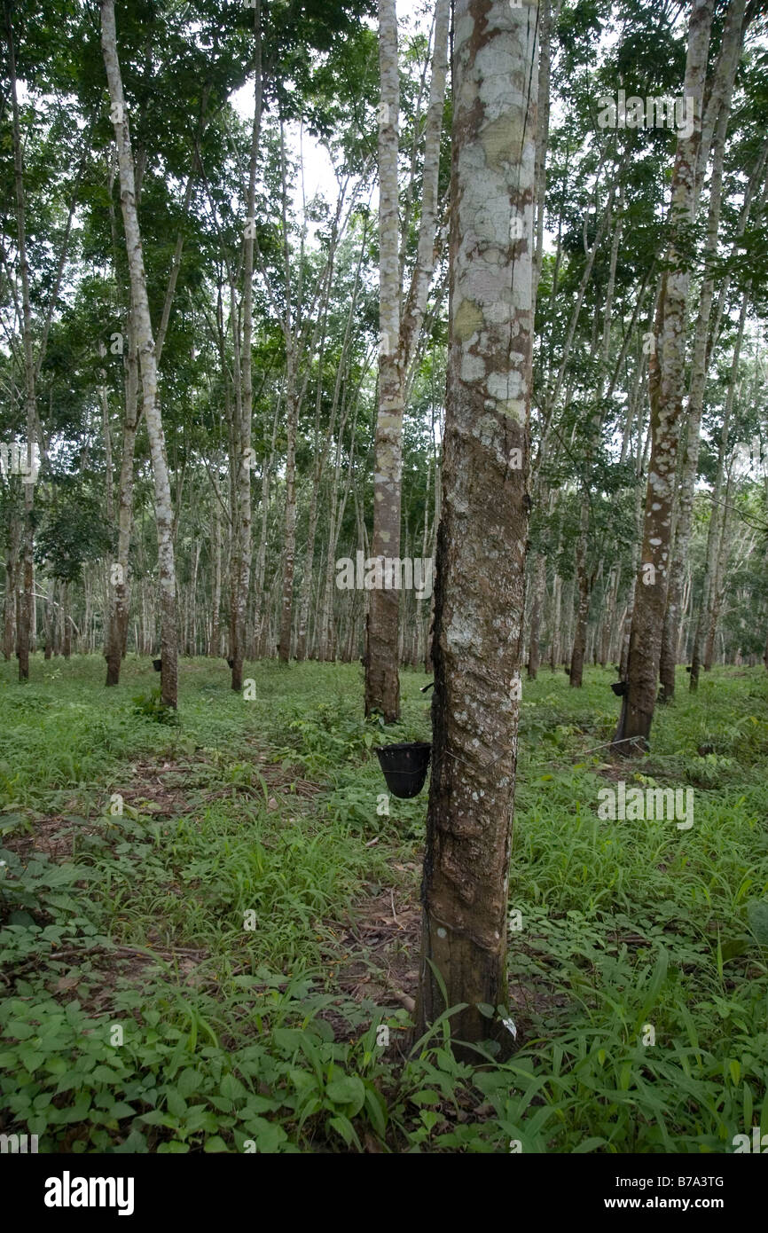 Rubber trees africa hi-res stock photography and images - Alamy