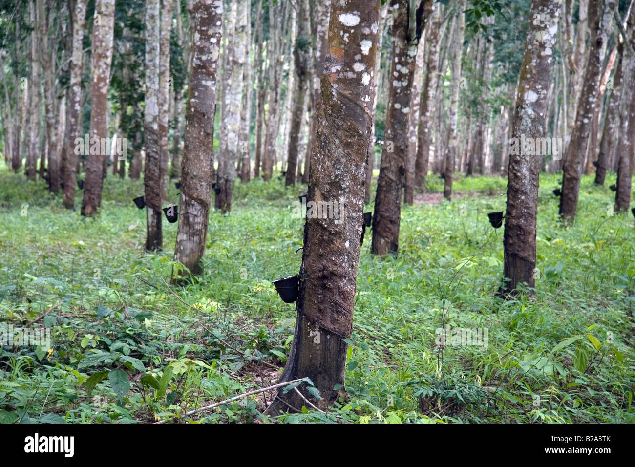 Cameroon Development Corporation rubber plantation in South West ...