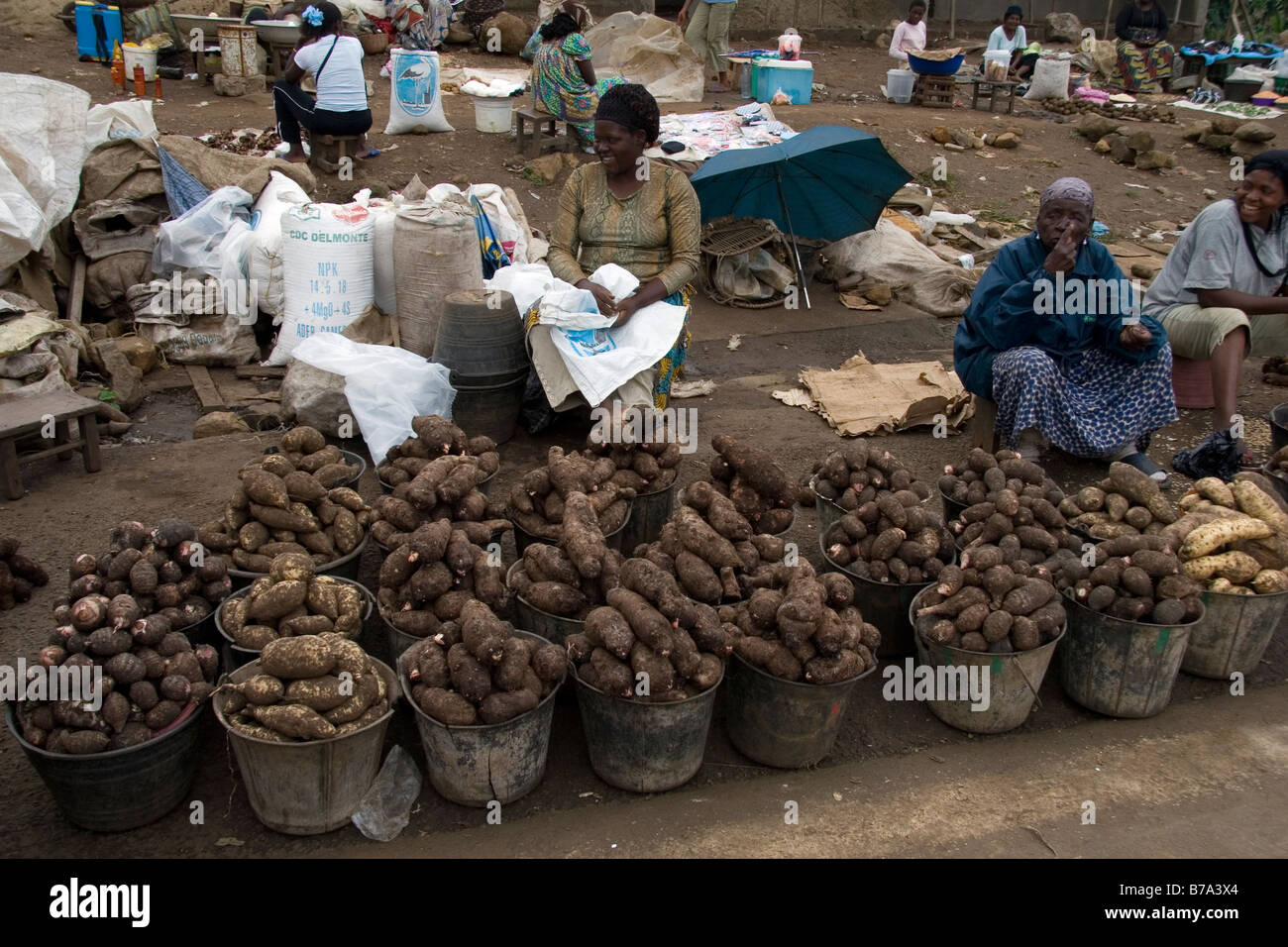 Roadside market with yams coco yams and cassava on sale near Buea ...