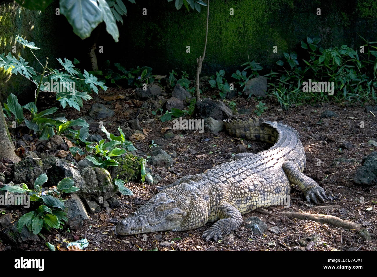 Crocodile at Limbé Wildlife Centre Primate sanctuary Limbé Southwest ...