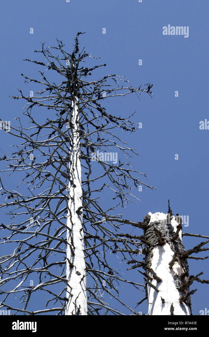 Pest infested plants hi-res stock photography and images - Alamy
