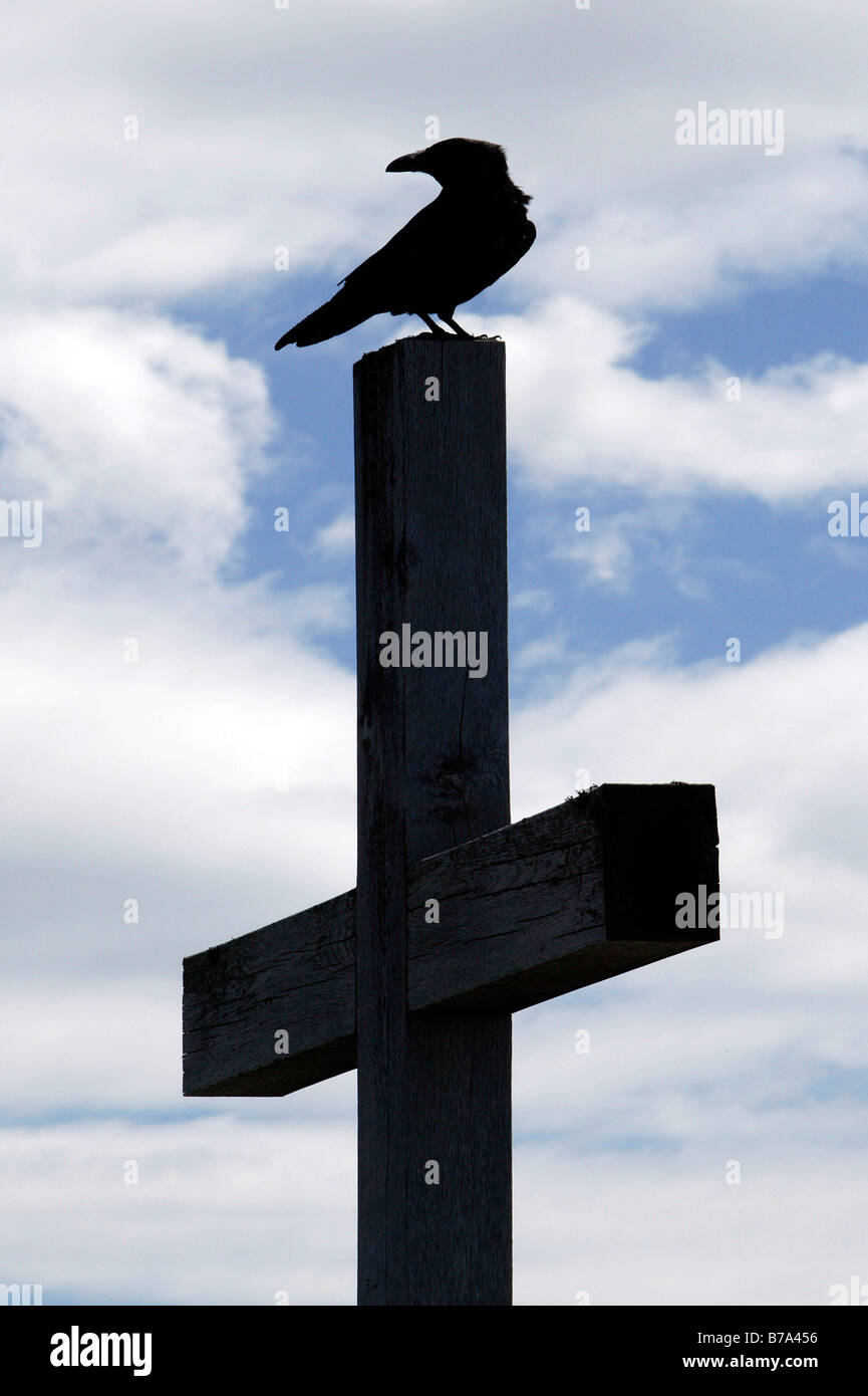 Crow on the summit of Mt Lusen in the Bavarian Forest National Park ...