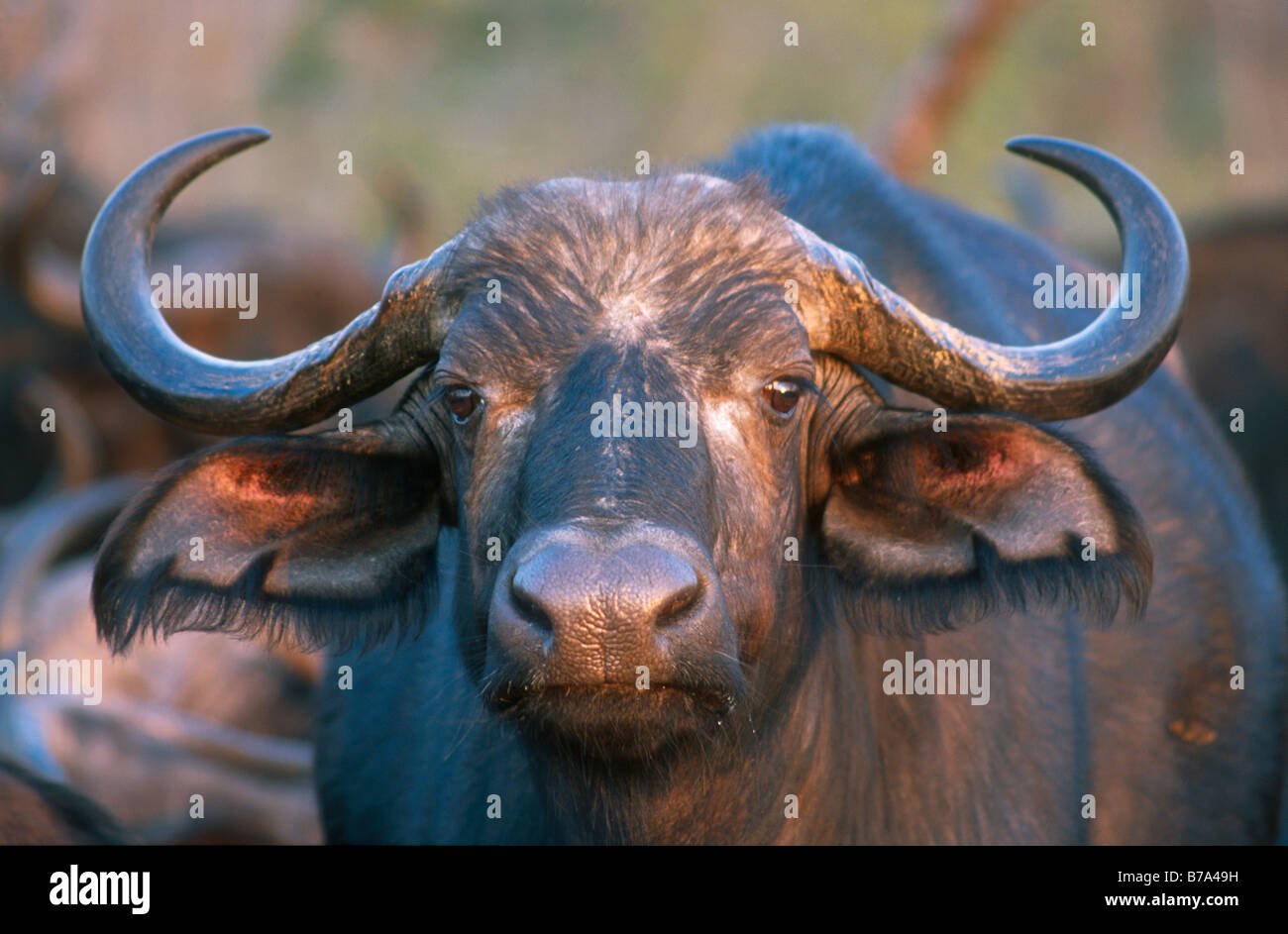 Buffalo eyes hi-res stock photography and images - Alamy