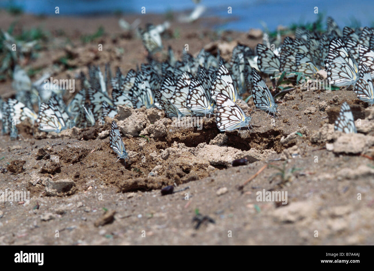 Butterflies salt lick of puddle hi-res stock photography and images - Alamy