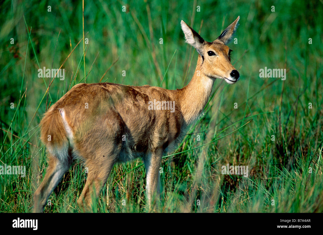 Common reedbuck ewe standing in tall, lush green grass Stock Photo - Alamy