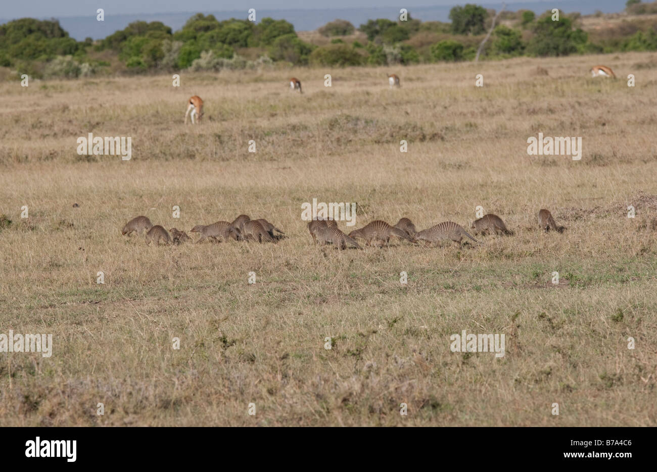 Banded mongoose foraging hi-res stock photography and images - Alamy