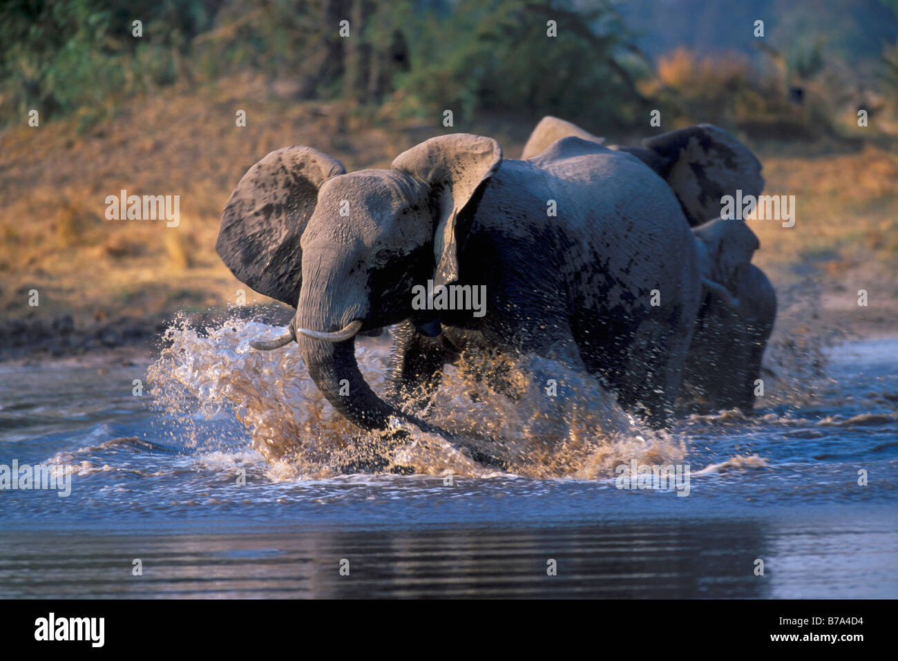 Thrashes hi-res stock photography and images - Alamy