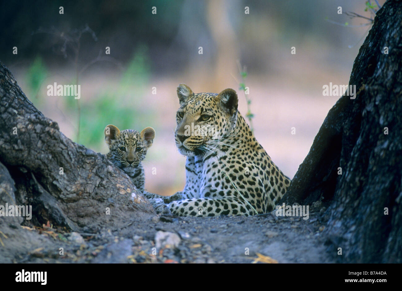 Leopard between trees hi-res stock photography and images - Alamy