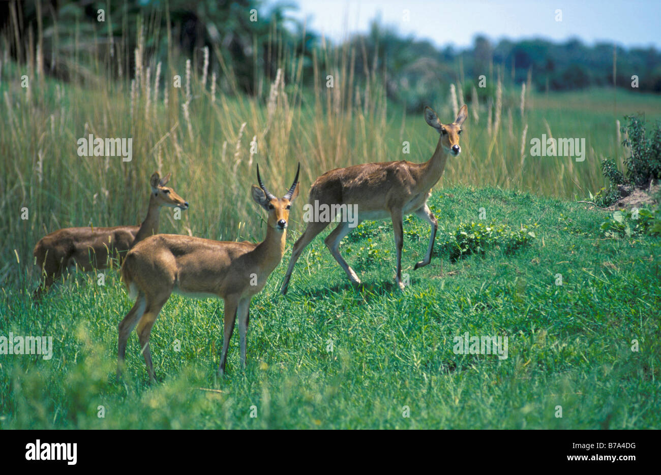 Reedbuck botswana hi-res stock photography and images - Alamy