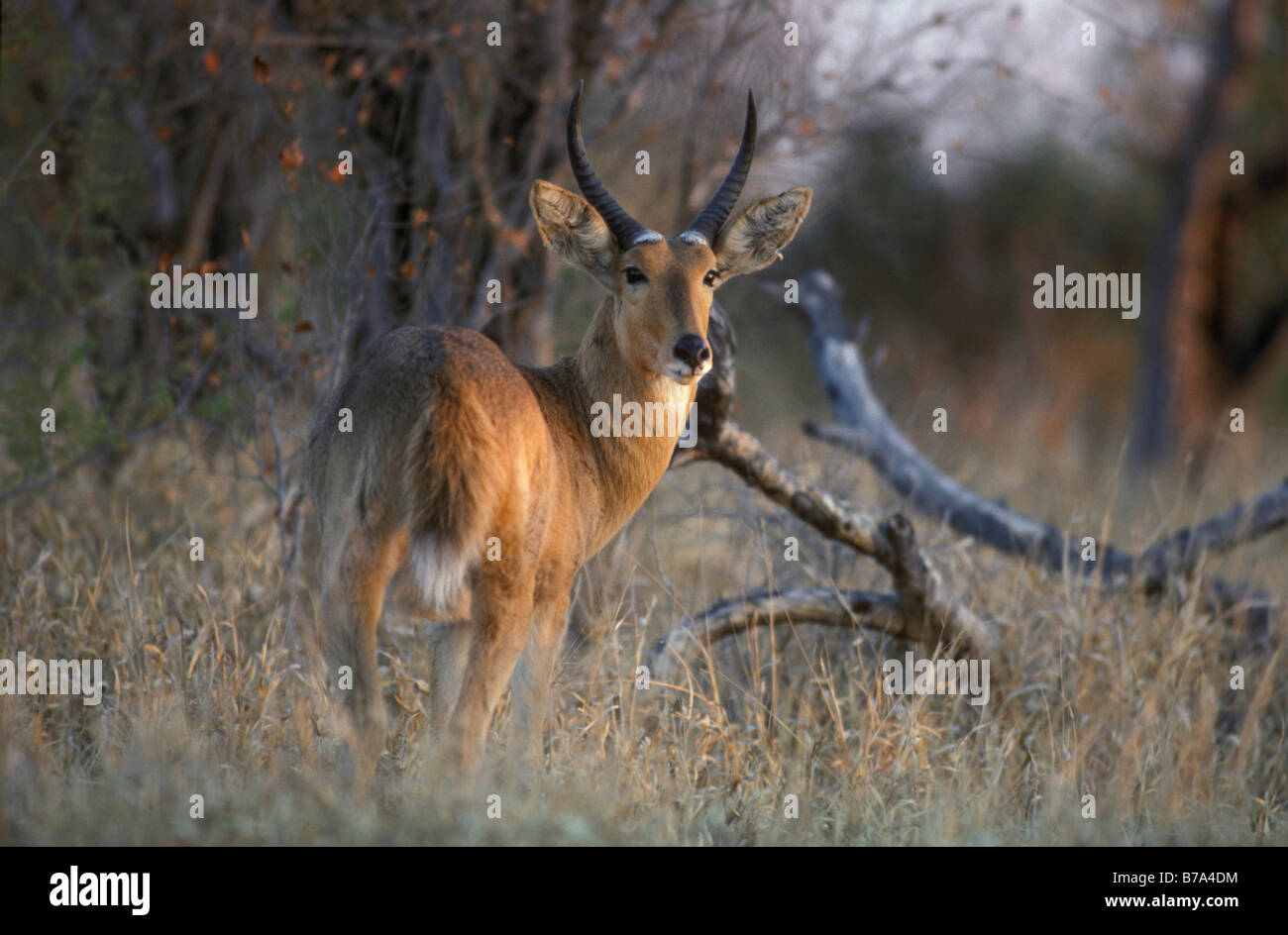 Reedbuck Common High Resolution Stock Photography and Images - Alamy