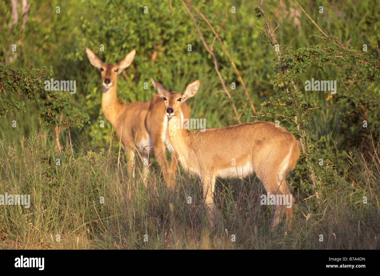 Two common Reedbuck ewes Stock Photo - Alamy