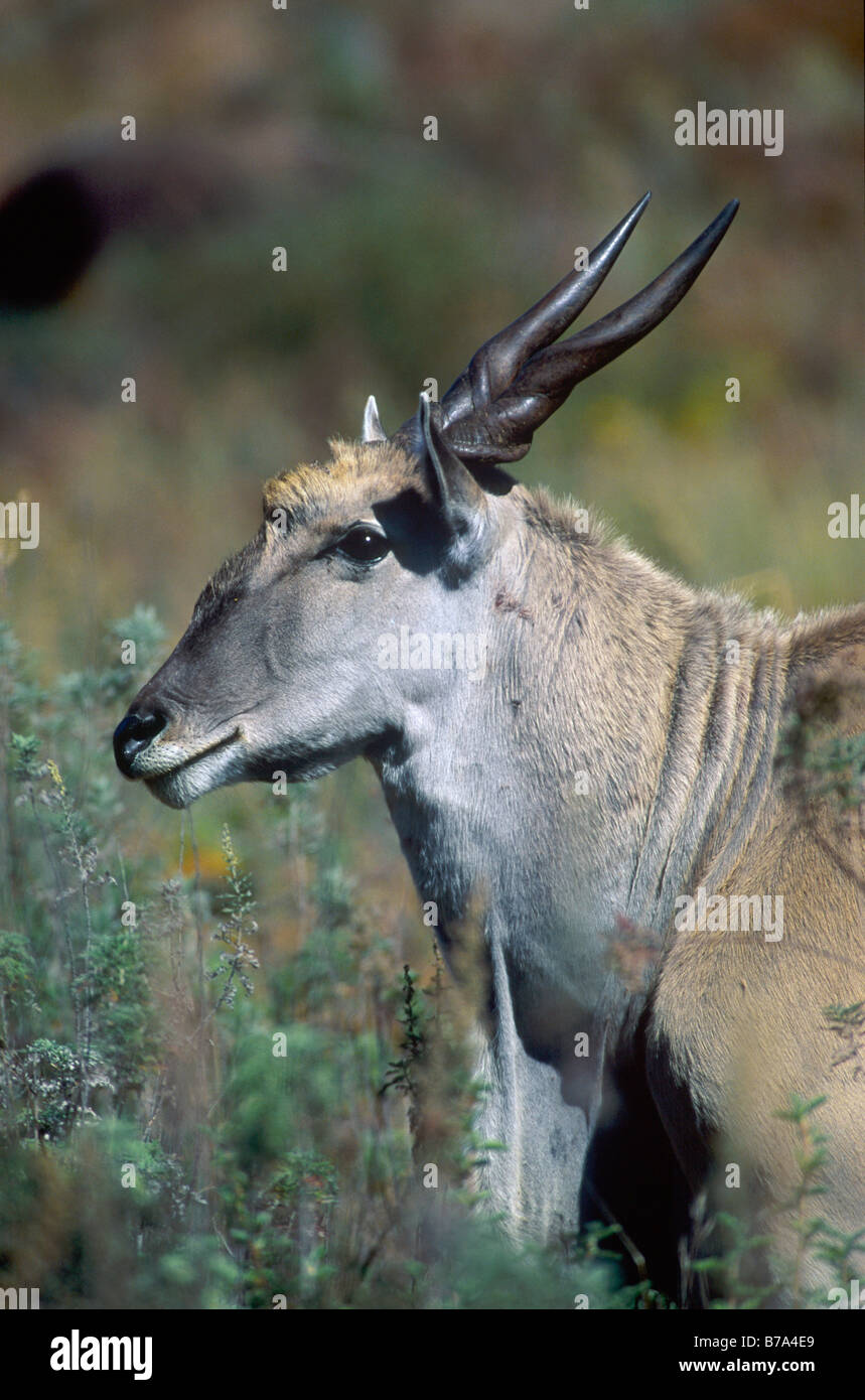Portrait of a bull eland (Taurotragus oryx) standing side on Stock ...