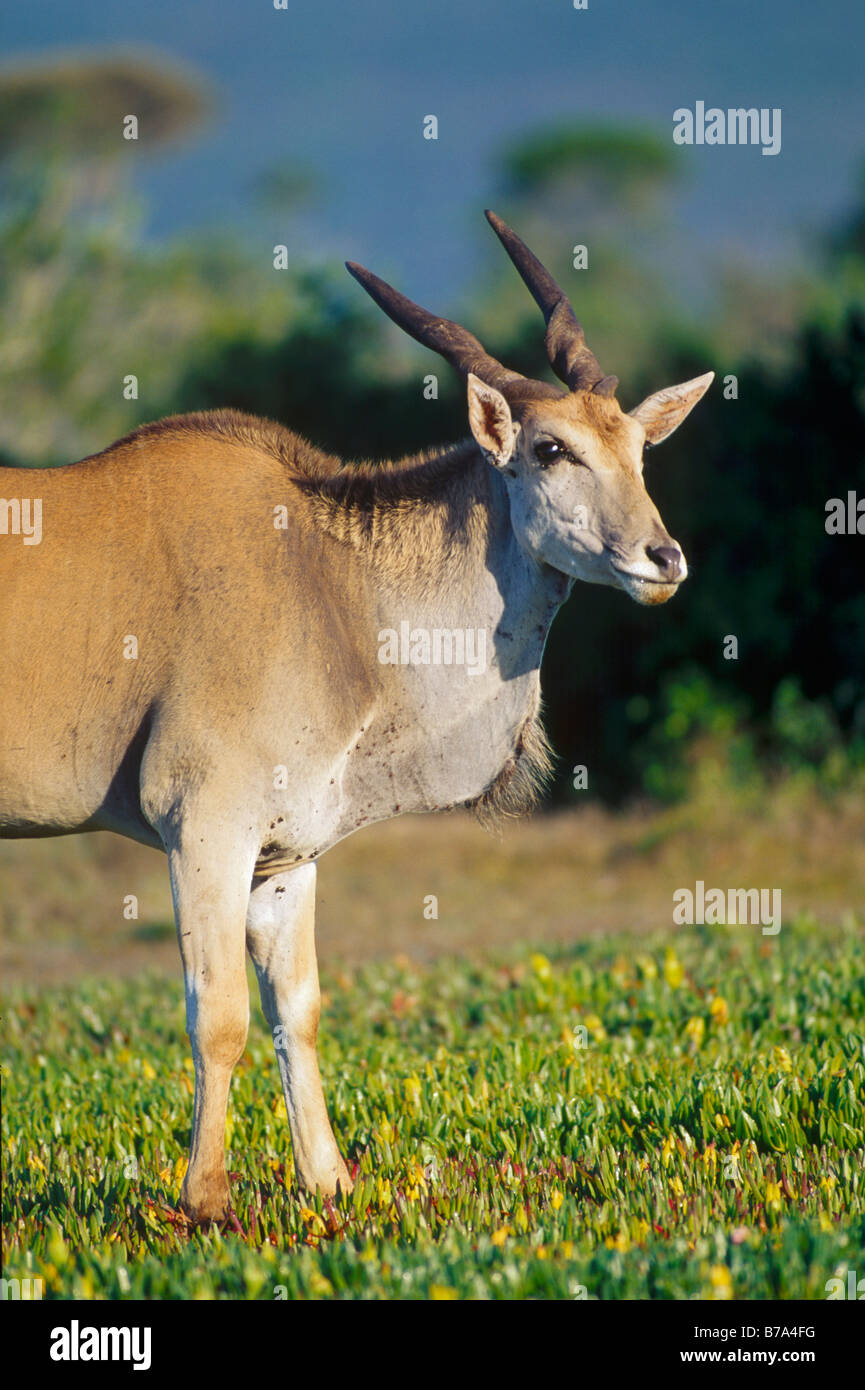 Portrait of an Eland bull (Taurotragus oryx) side on standing in short ...