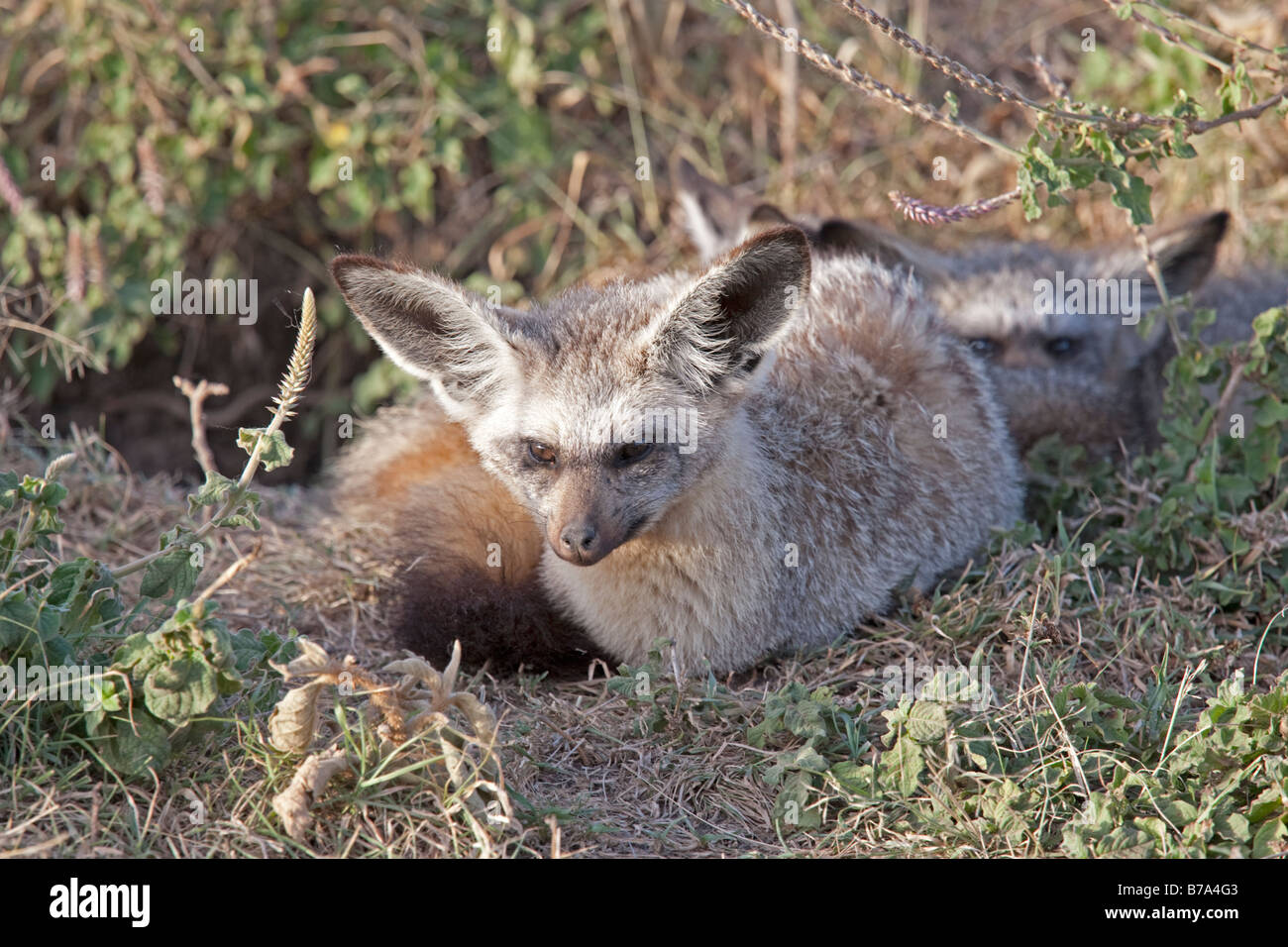 Bat eared fox by burrow on open plains Masai Mara North Reserve Kenya ...
