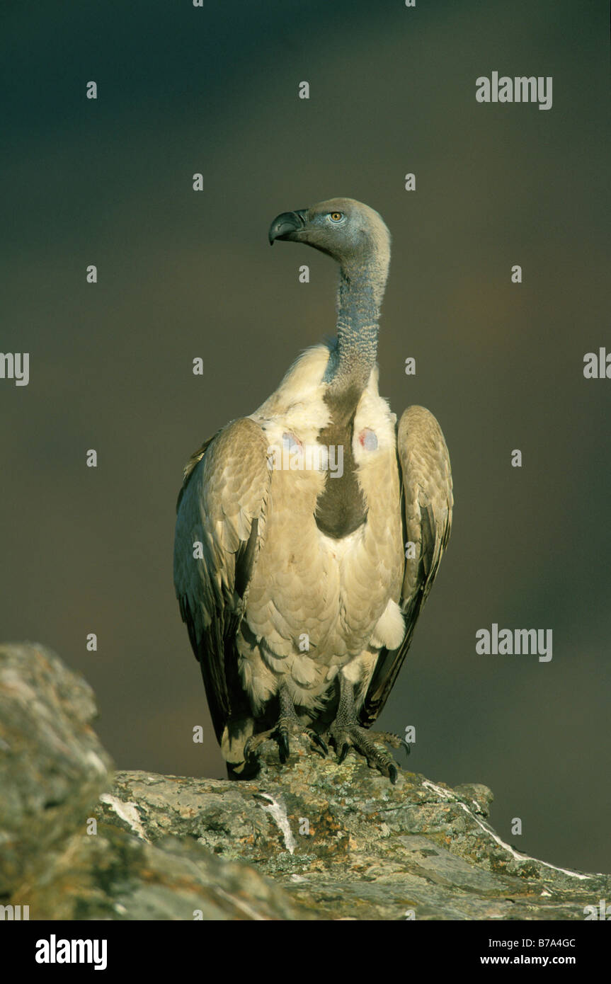 Cape vulture (Griffon) perched on a rock Stock Photo - Alamy