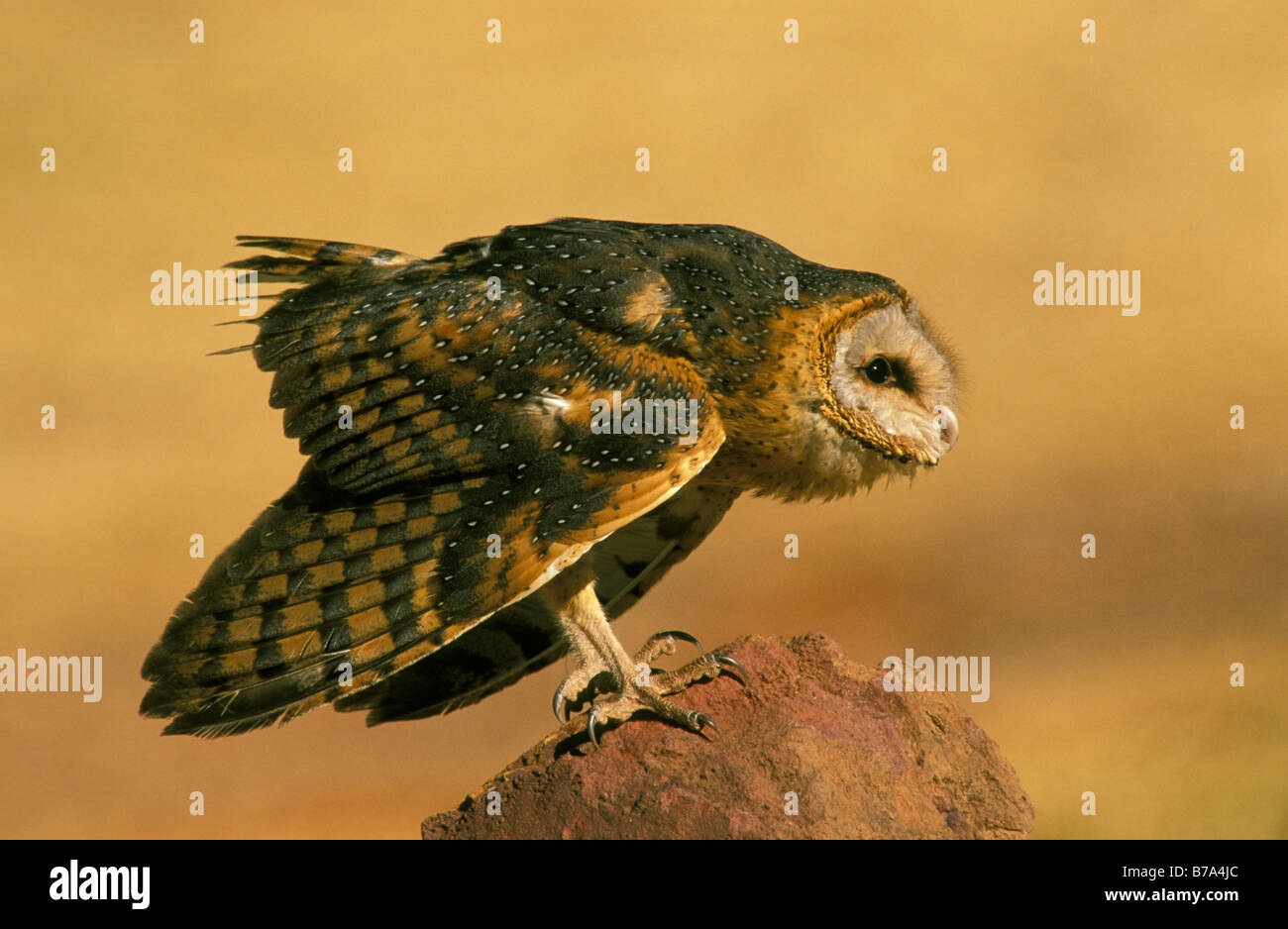 White spots on rock hi-res stock photography and images - Alamy