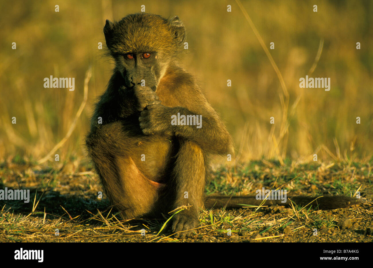 Mpumalanga south africa foot hi-res stock photography and images - Alamy