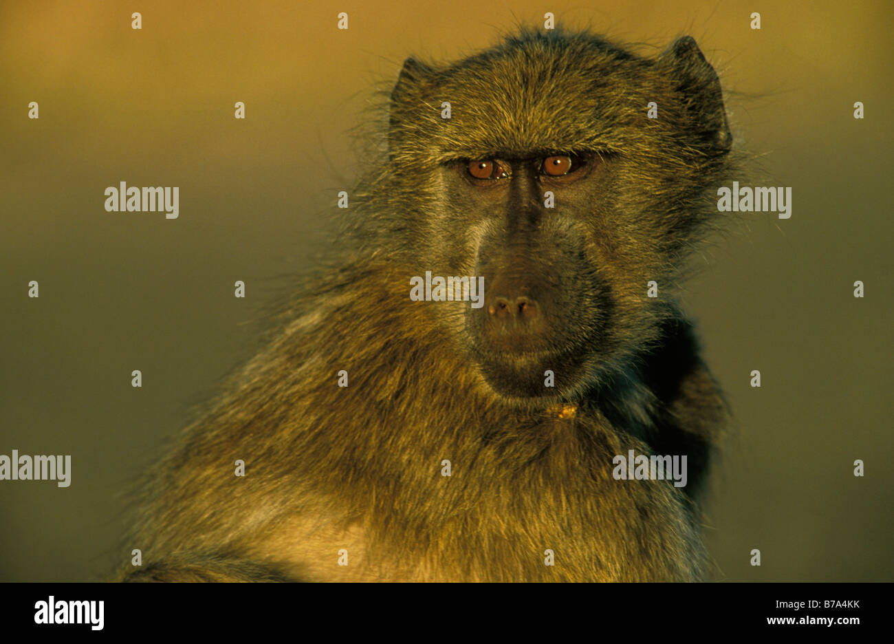 Portrait of a baboon looking back over its shoulder Stock Photo - Alamy