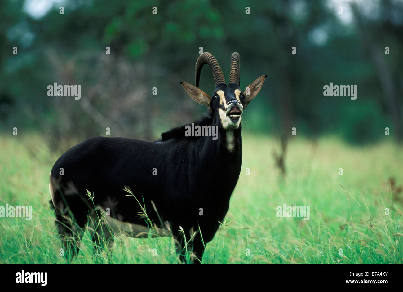 Sable antelope ram in flehmen Stock Photo - Alamy