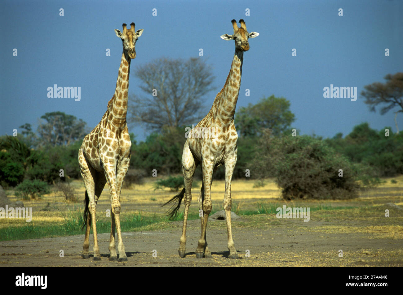 Giraffe pair walking together in a semi-arid area Stock Photo - Alamy