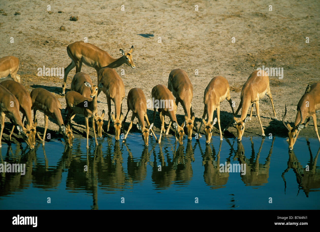 A herd of Impala drinking from a waterhole Stock Photo - Alamy