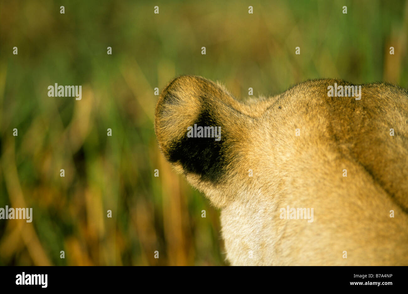 Taken from behind hi-res stock photography and images - Alamy